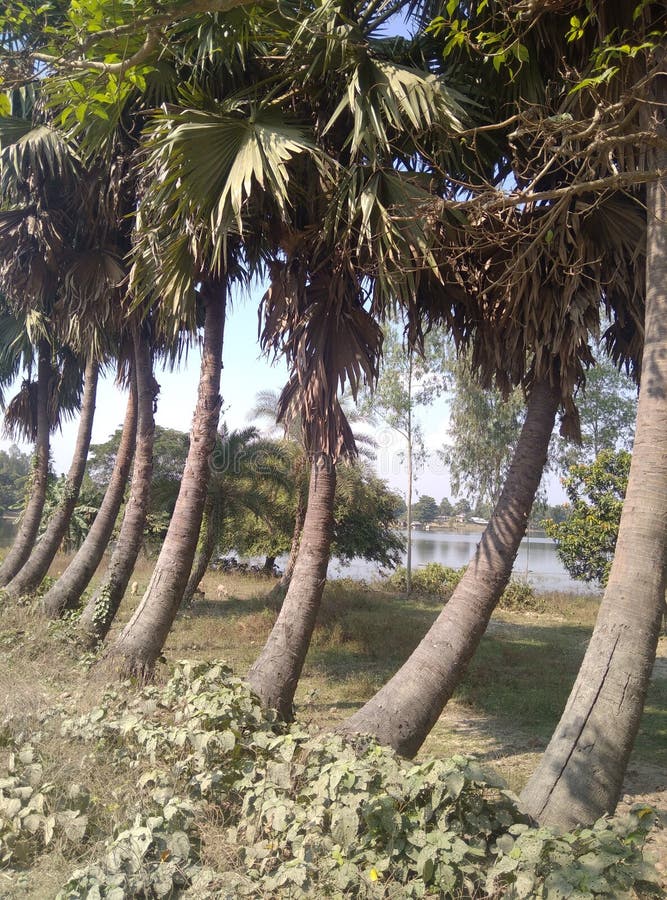 Plam Trees Line in Roed Side Stock Image - Image of atree, falls: 200753321