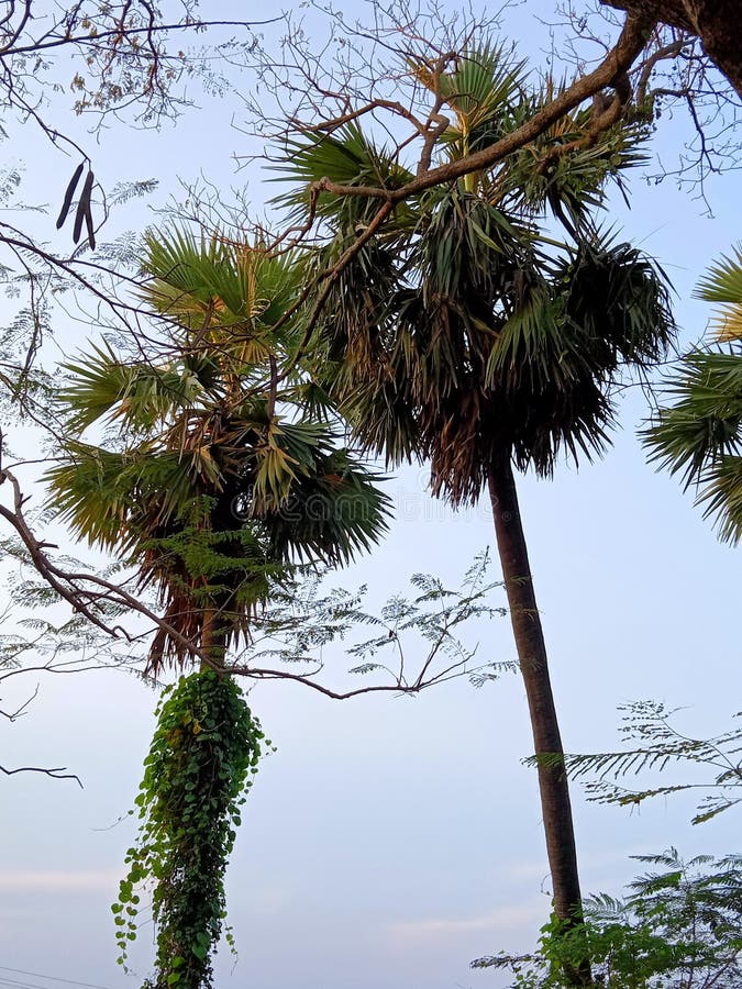 Plam Trees on Sky Background Stock Image - Image of cloudy, sunny ...