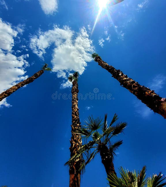 Plam Trees and Sunshine with a Little Cloud Stock Photo - Image of ...
