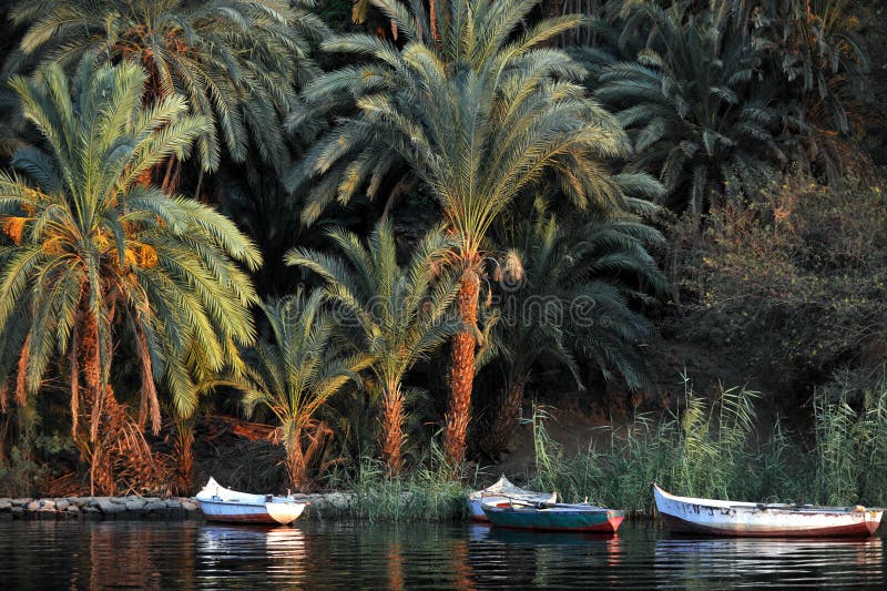 Plams el Nilo foto de archivo. Imagen de nilo, palma - 16332940