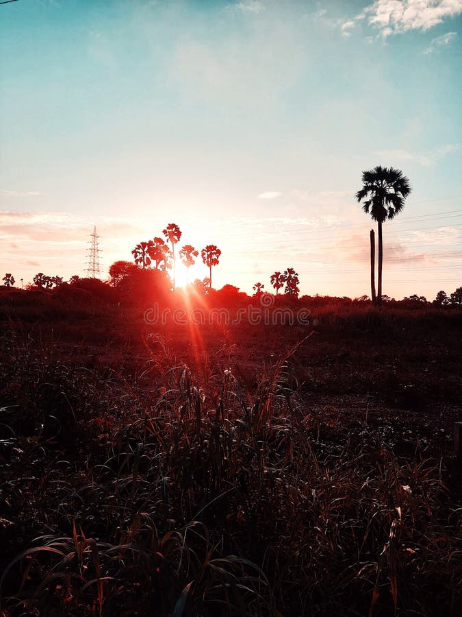 Plamtree Cloud Sky Nature Abstract Grass Stock Photos - Free & Royalty ...