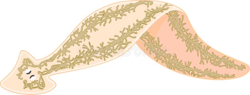 Planária Com Sistema Excretor Protonefridia Ilustração do Vetor ...