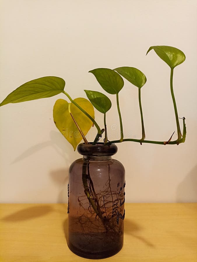 Plan in the bottle stock photo. Image of green, food - 261852626