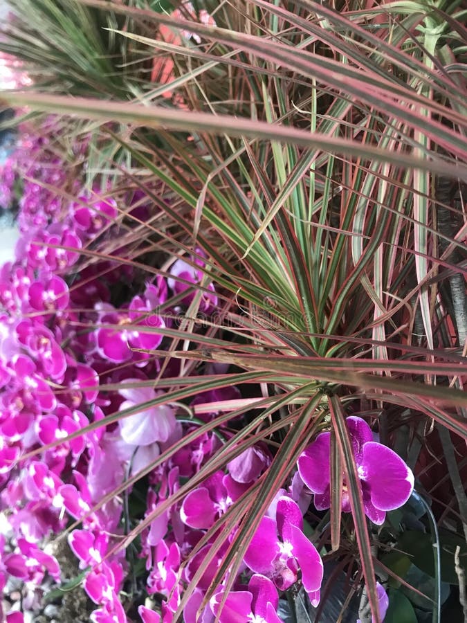 Colourful plants of colour stock photo. Image of petal - 291557706