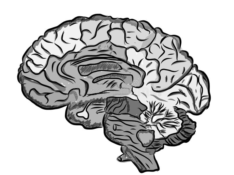 Plan d'anatomie de Beain illustration stock. Illustration du grand ...