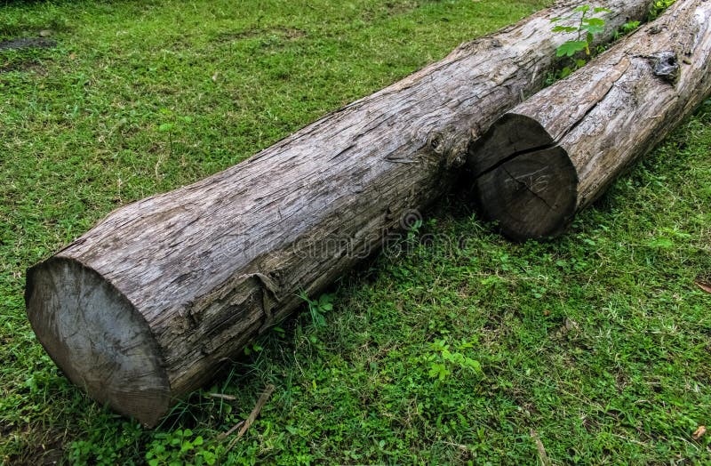 Plan De Closeuse Du Tronc De Bois Sur Une Surface D'herbe Photo stock ...