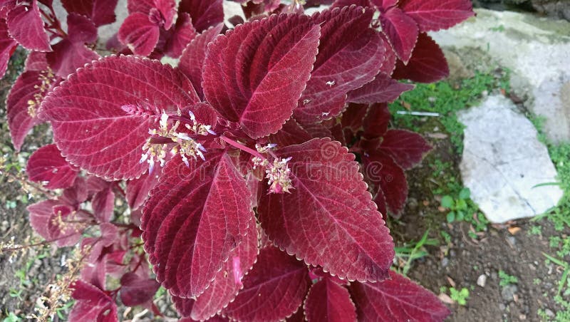 Plan de hojas rojas imagen de archivo. Imagen de plan - 254118747