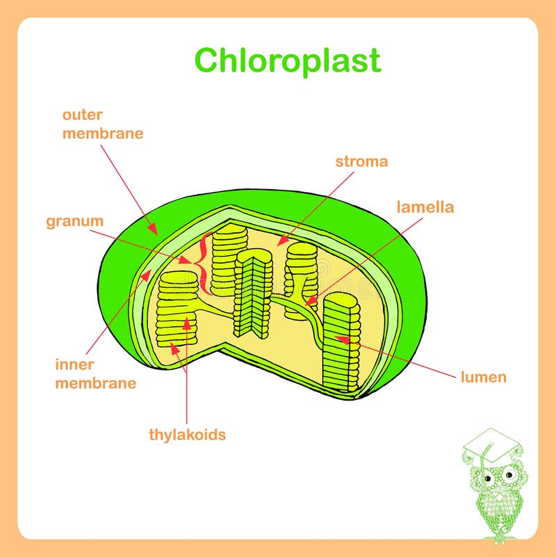 Chloroplaste illustration de vecteur. Illustration du ribosomes - 60618399
