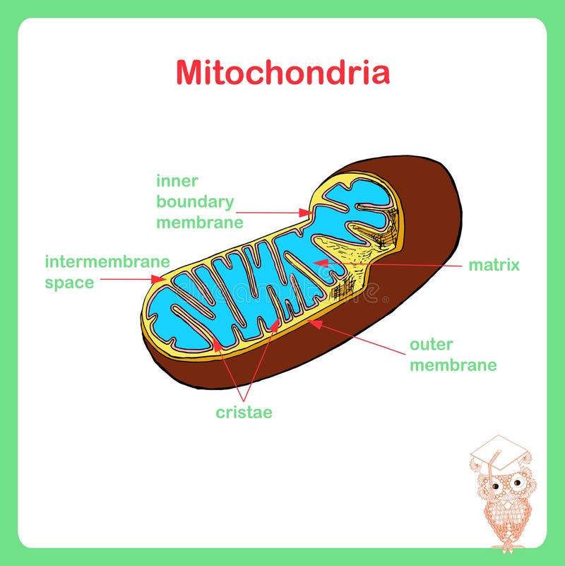 Structure Des Mitochondries Illustration de Vecteur - Illustration du ...