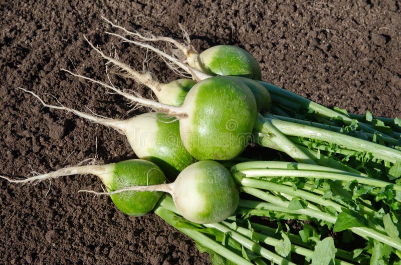 Radis chinois vert photo stock. Image du vert, chinois - 53320082