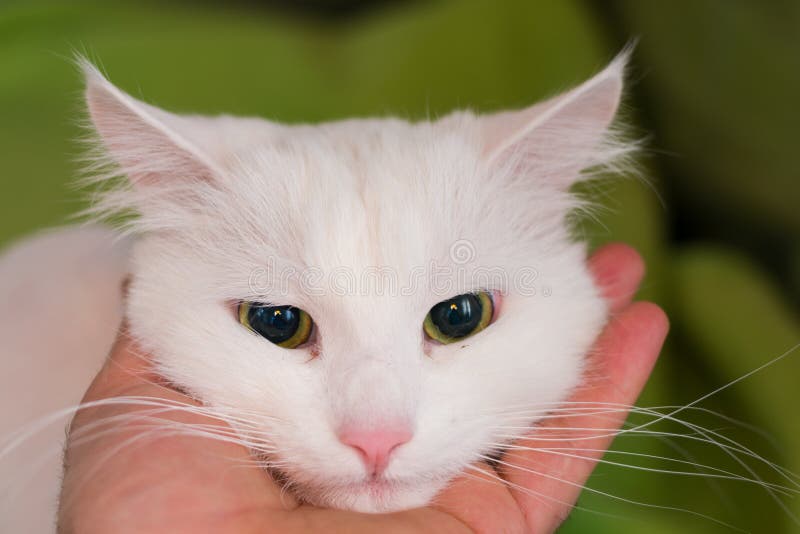 Plan Rapproché D'oeil D'un Chat Angora Turc Photo stock - Image du turc ...