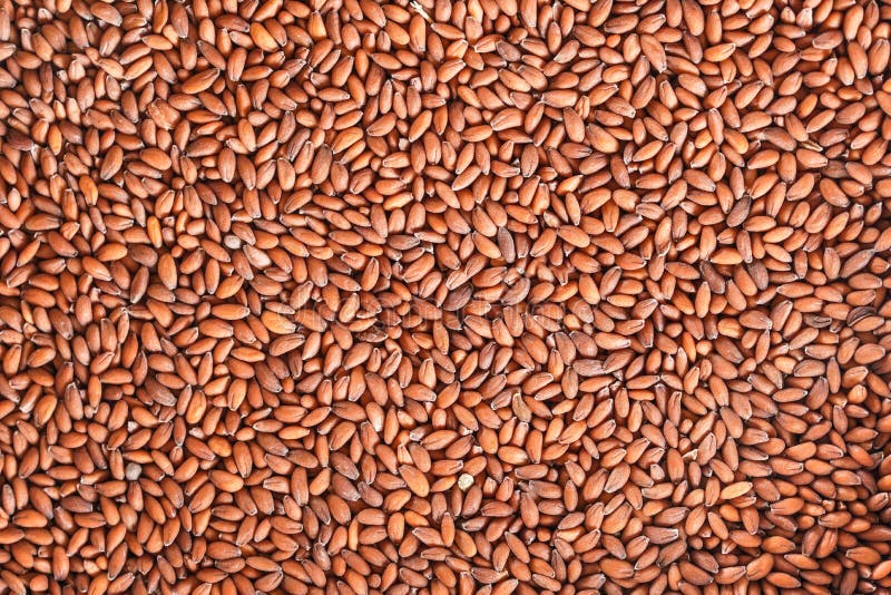 Graines de cresson photo stock. Image du closeup, germination - 29478780