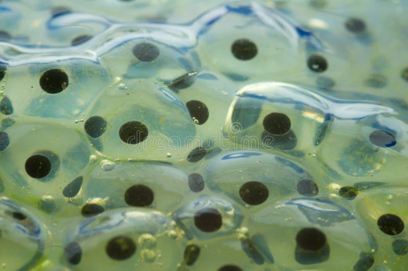 Plan Rapproché De Frogspawn Image stock - Image du illustration, images ...