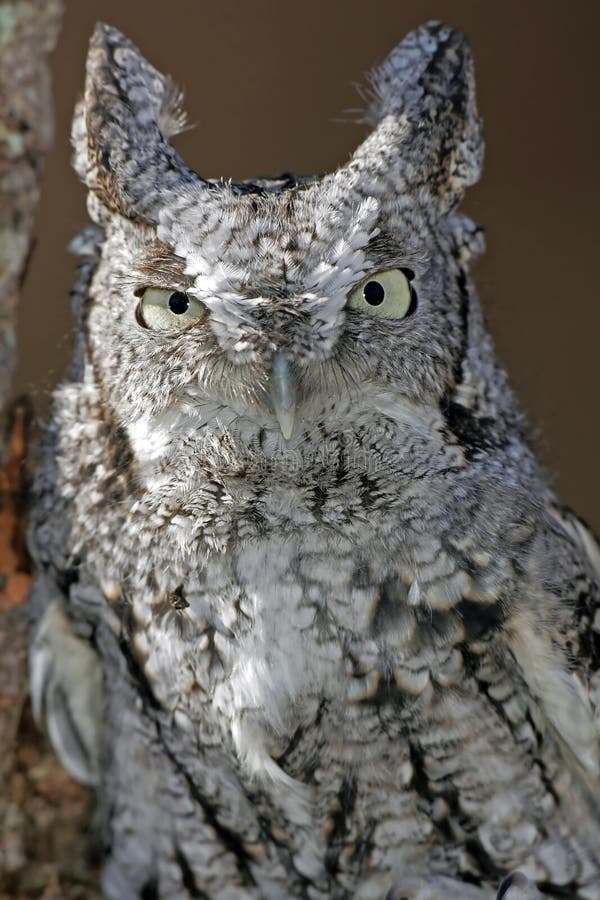 10,683 Photos de Hibou Noir Et Blanc - Photos de stock gratuites et ...