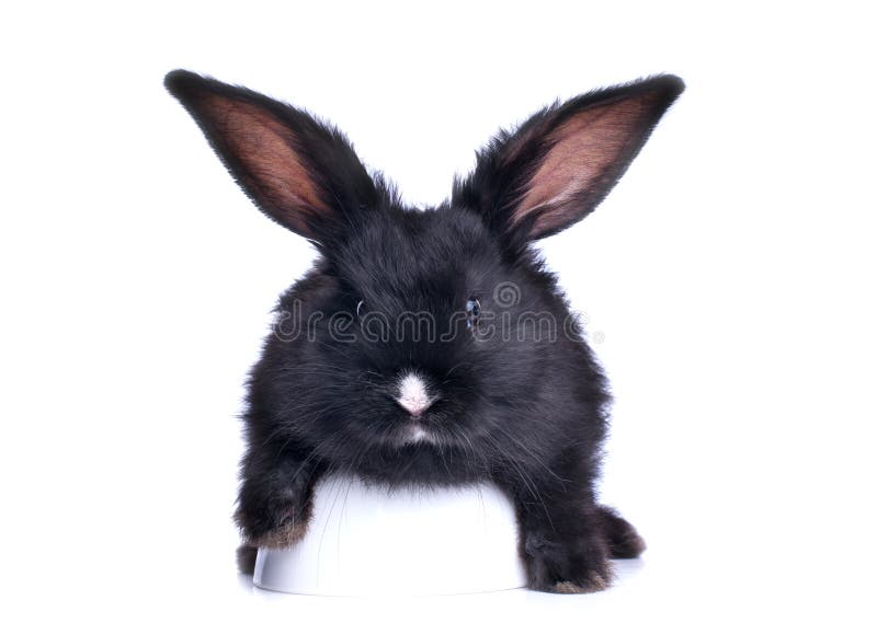 Plan Rapproché De Lapin Noir Mignon Photo stock - Image du noir, pâques ...