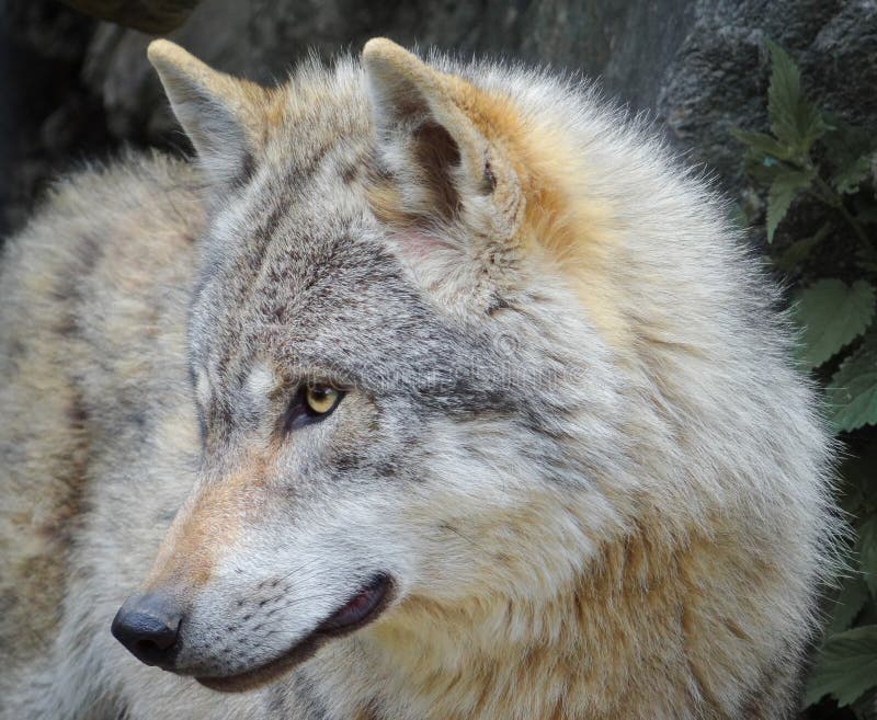 Profil De Loup Photos Stock - Téléchargez 1,337 Photos libres de droits