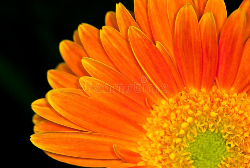Marguerite rouge de Gerber photo stock. Image du vibrant - 4162110