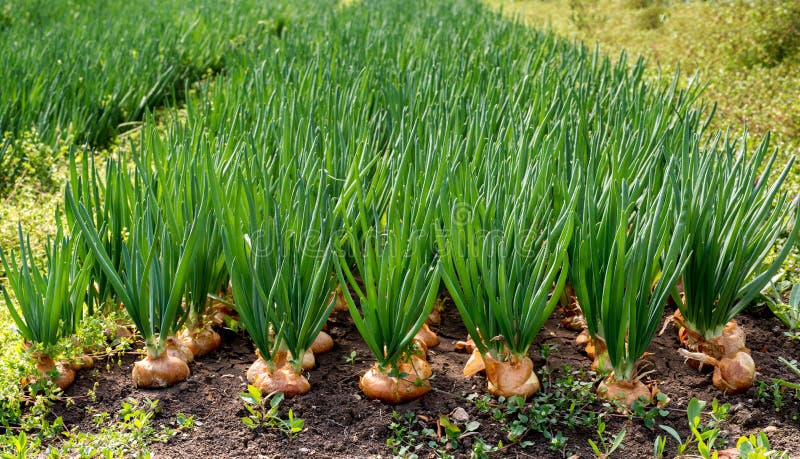 Plantation d'oignon image stock. Image du cheminée, abondant - 27696743