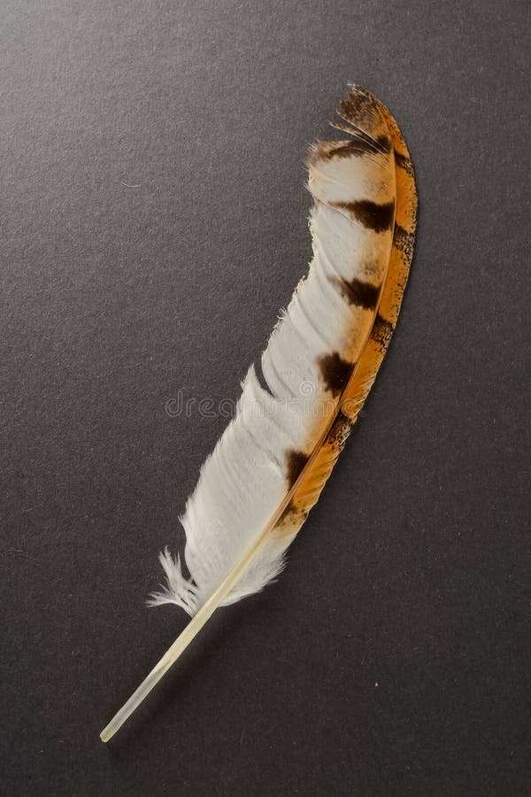 Gros Plan Du Panache De Plumes Photo stock - Image du objet, horizontal ...