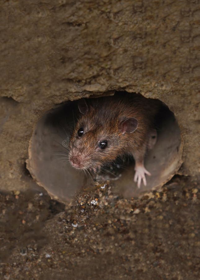 Trou De Rat Photos Stock - Téléchargez 314 Photos libres de droits