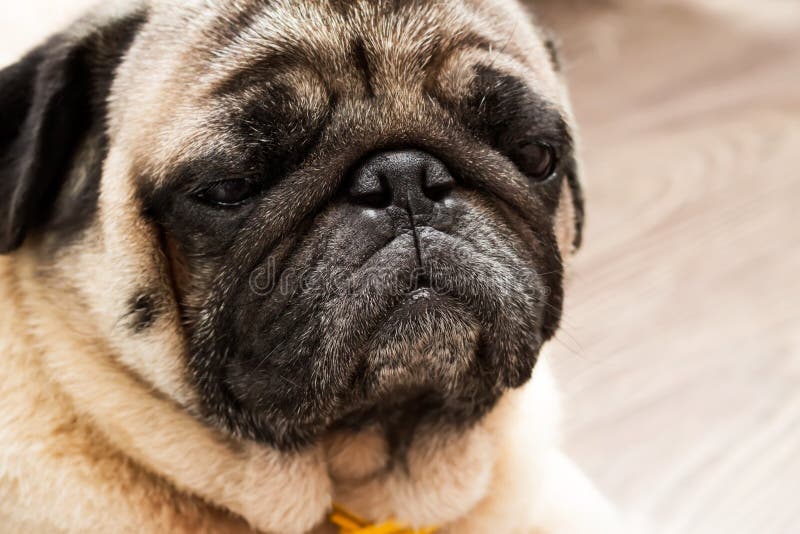 Roquet de race de chien image stock. Image du chiot, canin - 32333797