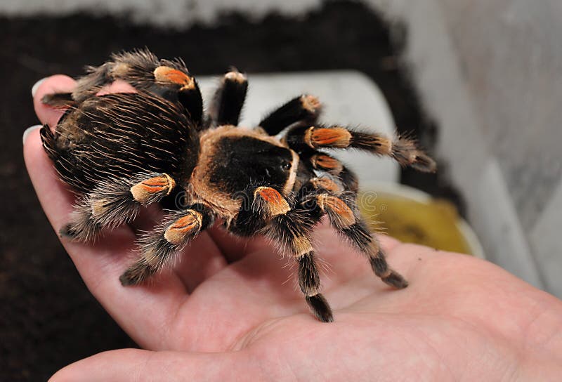 2,957 Tarentule Photos libres de droits et gratuites de Dreamstime