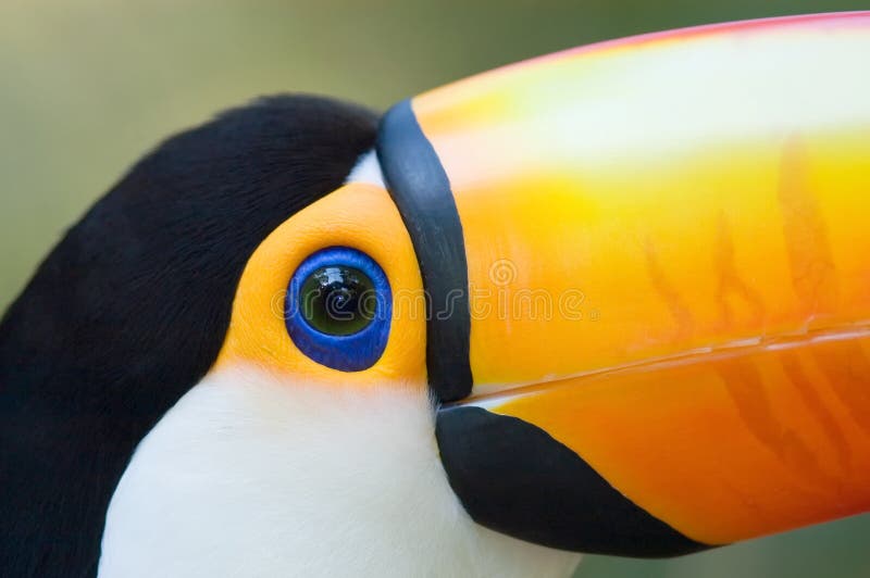 Plan Rapproché De Toco Toucan Image stock - Image du jaune, exotique ...