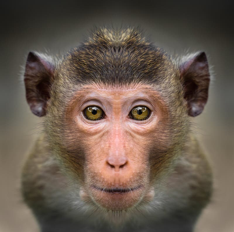 Sourire mignon de singe photo stock. Image du rhésus - 22909698