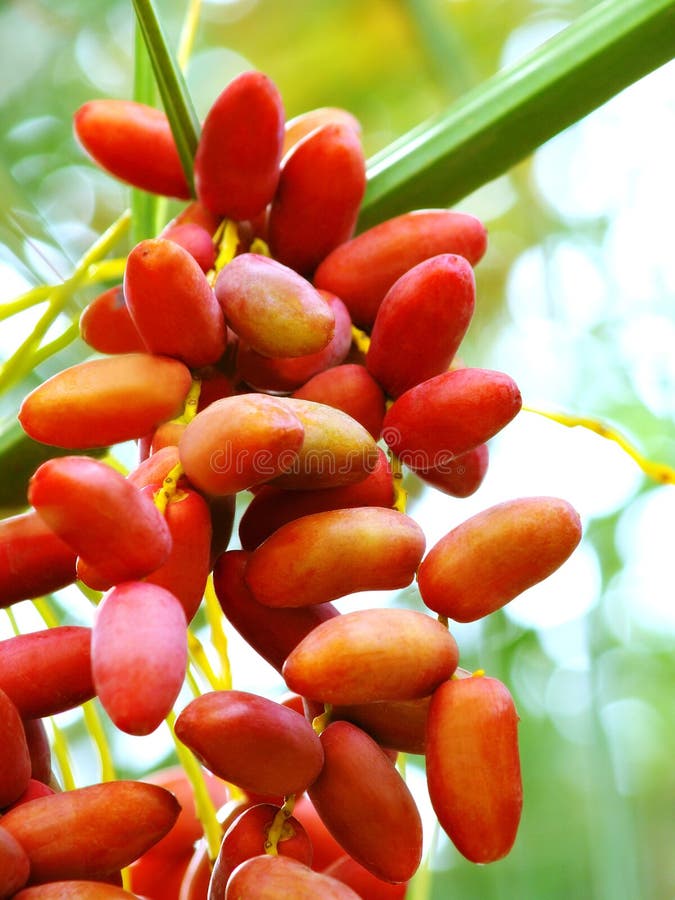 Datte fraîche photo stock. Image du fraîche, datte - 11285998