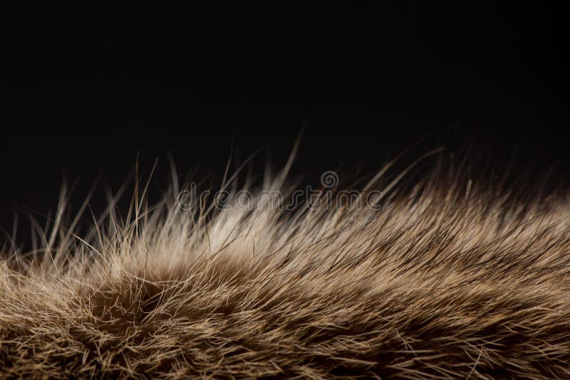 Le Poil D Animal Photos libres de droits et gratuites de Dreamstime