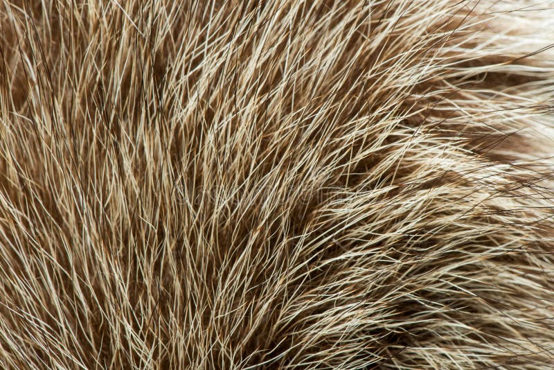 Plan Rapproché Du Poil D'animal Texture De Fourrure Image stock - Image ...