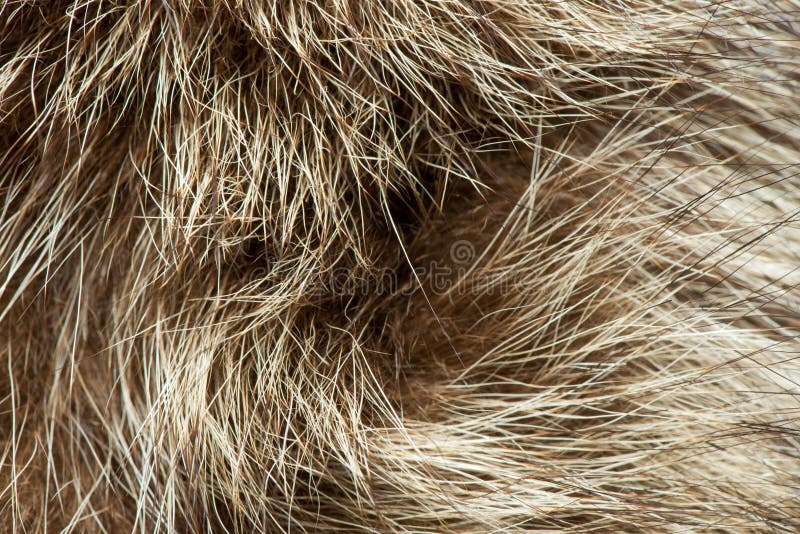 Le Poil D Animal Photos libres de droits et gratuites de Dreamstime