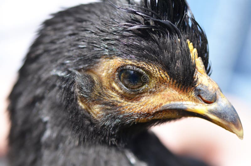 Poussin noir avec l'oeuf image stock. Image du animal - 50183979