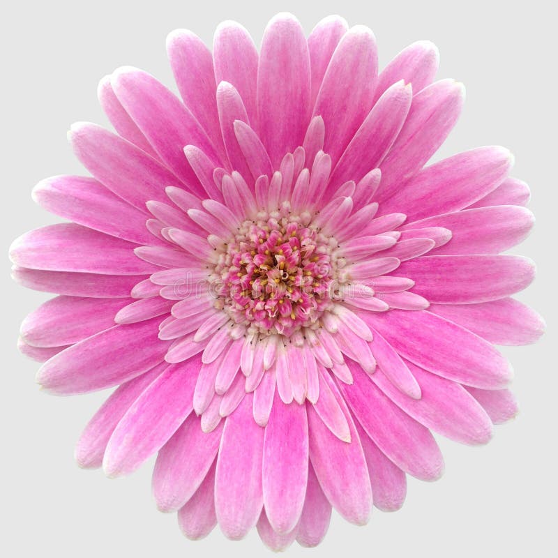 Plan Rapproché Rose De Fleur De Germini De Gerbera Image stock - Image ...