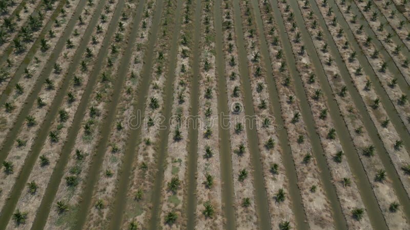 Plan from the Sky of a Coconut Growing Field Stock Video - Video of ...