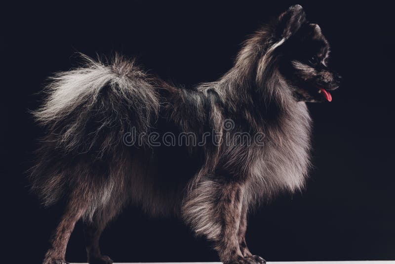 Plan Studio D'un Adorable Spitz Loup Assis Sur Fond Noir. Image stock ...