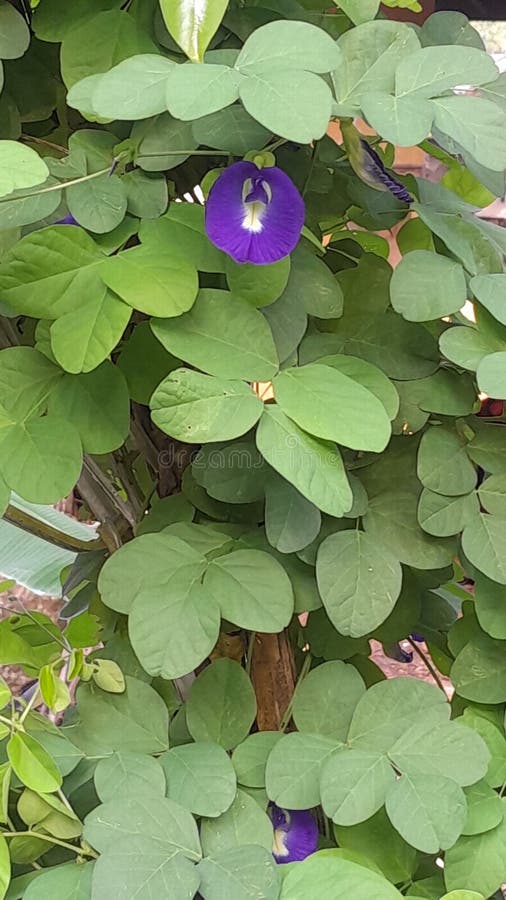 Plan Tree Beautiful Green Purple Stock Photo - Image of plant, blossom ...