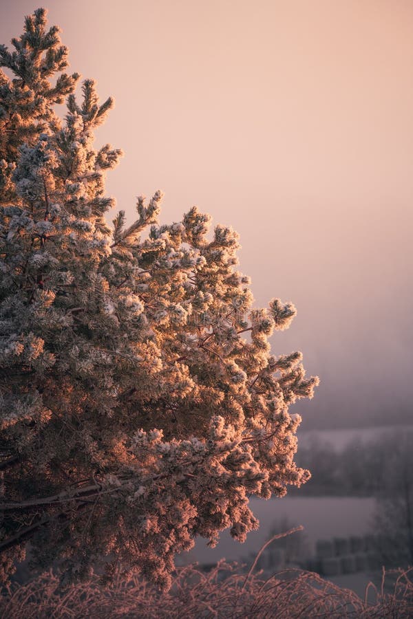 Plan Vertical D'un Arbre Recouvert De Neige Dans Un Champ Image stock ...