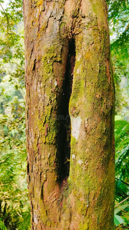 Plan vertical d'un arbre photo stock. Image du arbre - 256954384 Plan vertical d'un arbre photo stock. Image du arbre - 256954384