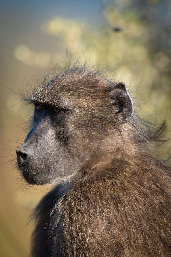 Plan Vertical D'un Babouin Mignon Dans Son Habitat Naturel Image stock ...