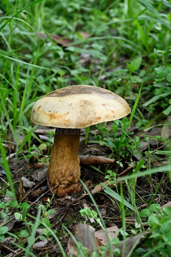 Plan Vertical D'un Champignon Dans L'herbe Photo stock - Image du ...