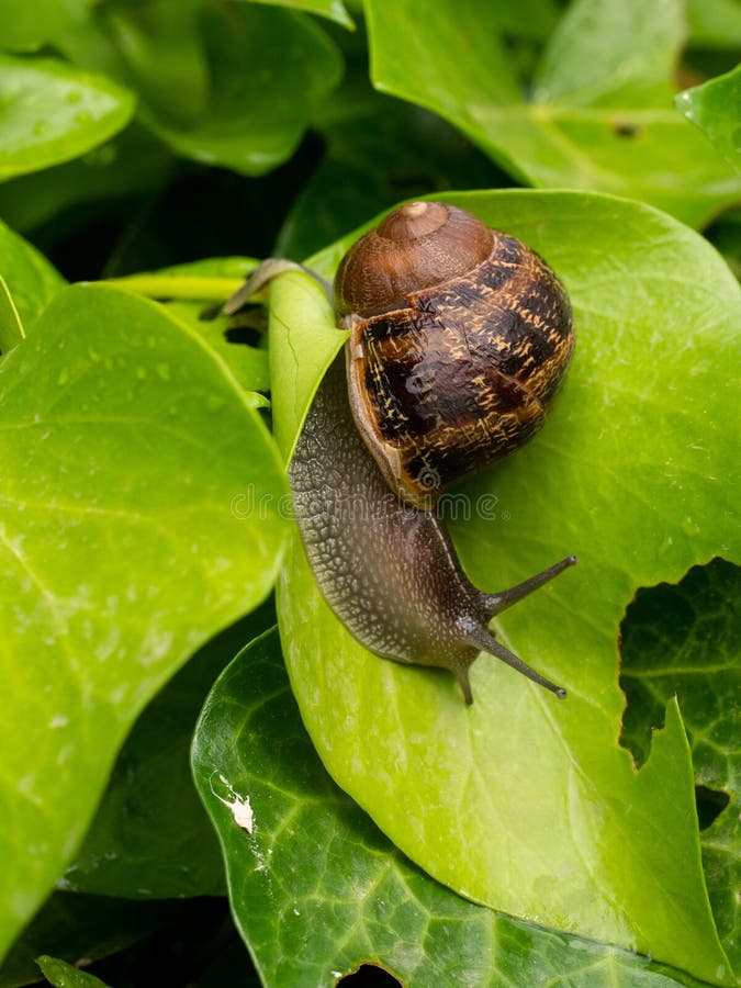Plan Vertical D'un Escargot Rampant Sur Une Feuille Photo stock - Image ...