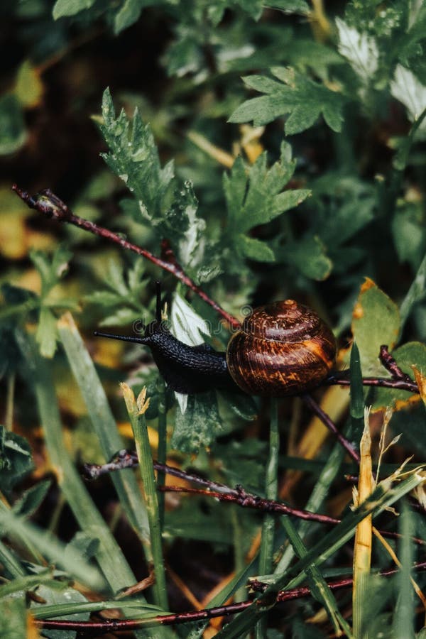 Plan Vertical D'un Escargot Sur Des Plantes Vertes Image stock - Image ...