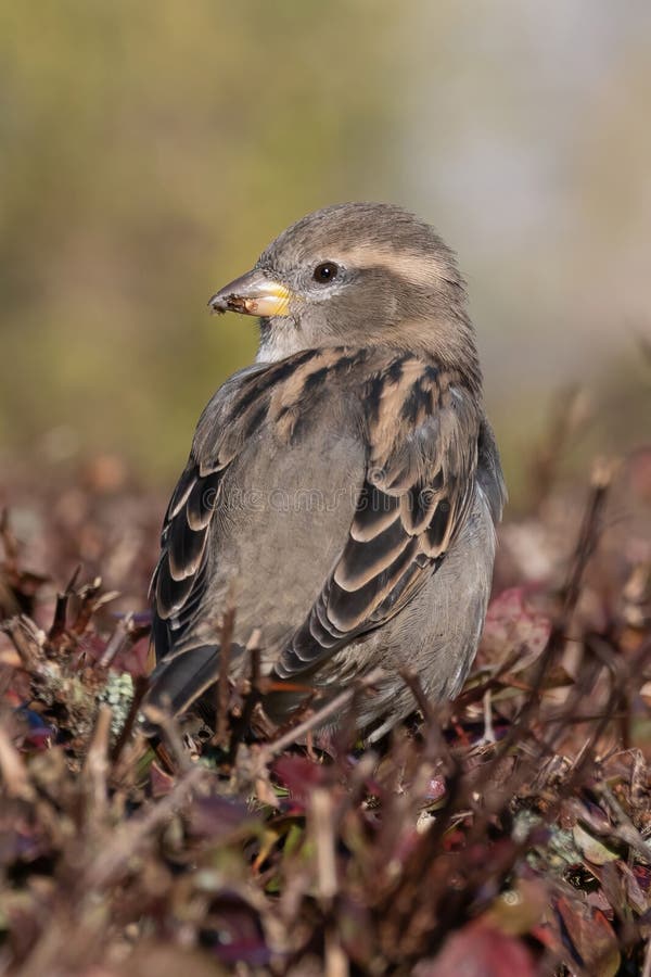 Plan Vertical D'un Moineau De Maison Dans La Nature Image stock - Image ...