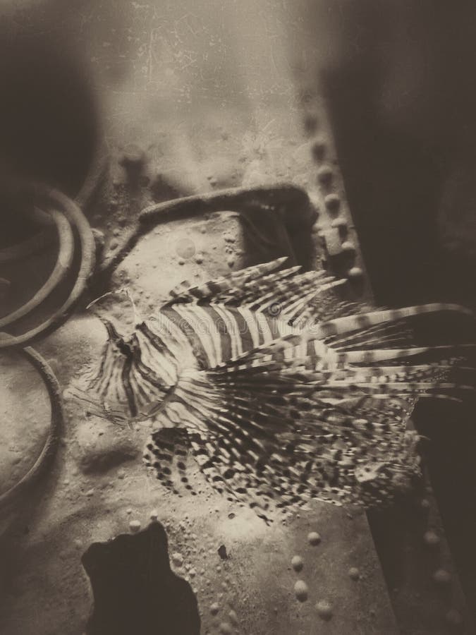 Plan Vertical D'un Poisson Sous L'eau Image stock - Image du durée ...