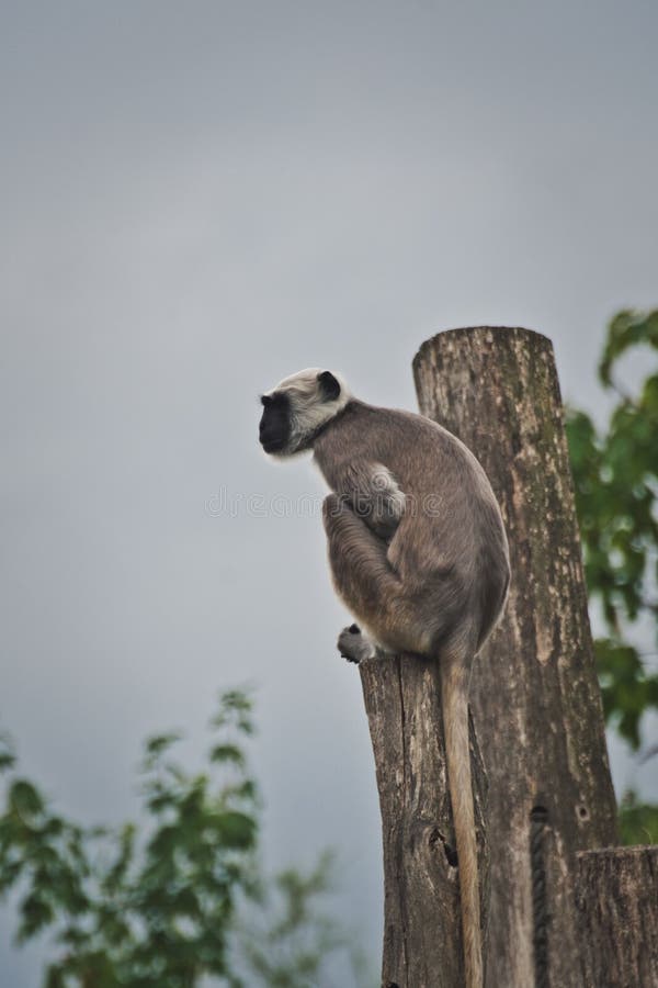 Plan Vertical D'un Singe Grimpant Un Poteau En Bois Dans Un Zoo Photo ...