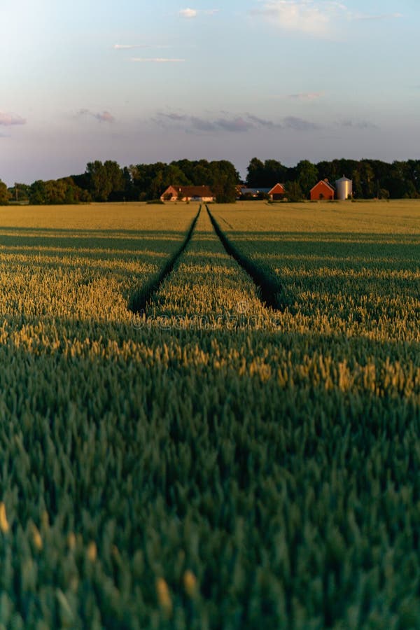 Plan Vertical D'un Vaste Champ Agricole Image stock - Image du nature ...