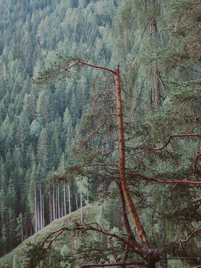 Plan Vertical De Branches De Pins Image stock - Image du branchements ...