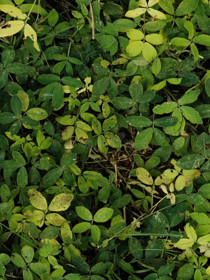 Plan Vertical De Feuilles Vertes Arbuste Image stock - Image du ...