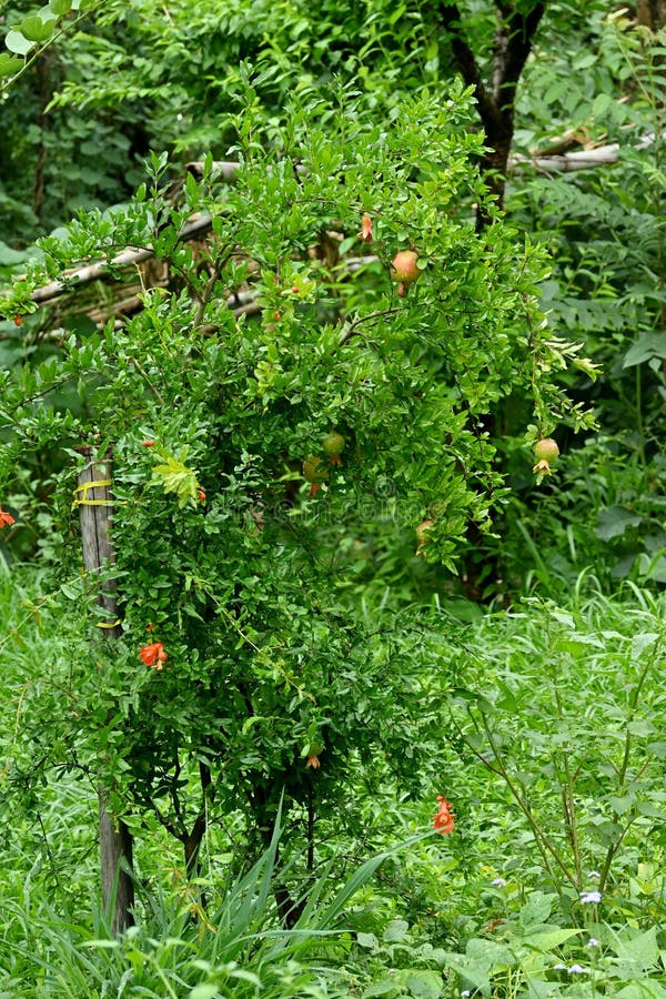 Plan Vertical De L'arbre Fruitier Dans Un Jardin Image stock - Image du ...